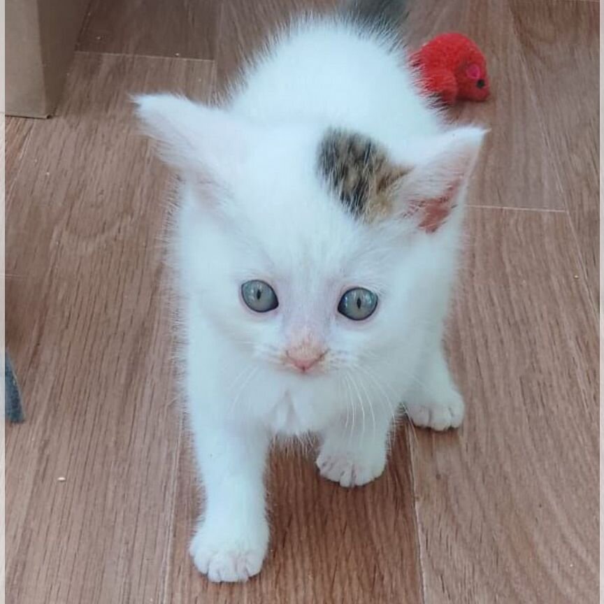 Чудесный белый котёнок в добрые ручки