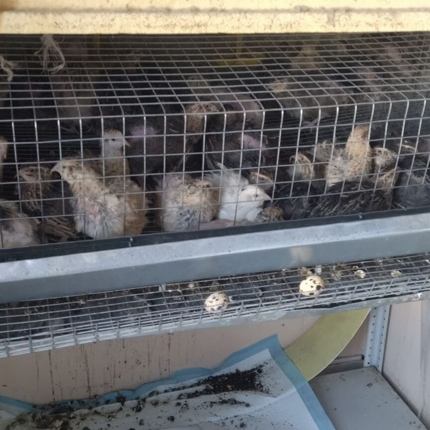 Отдам перепелов 37 штук можно с клеткой