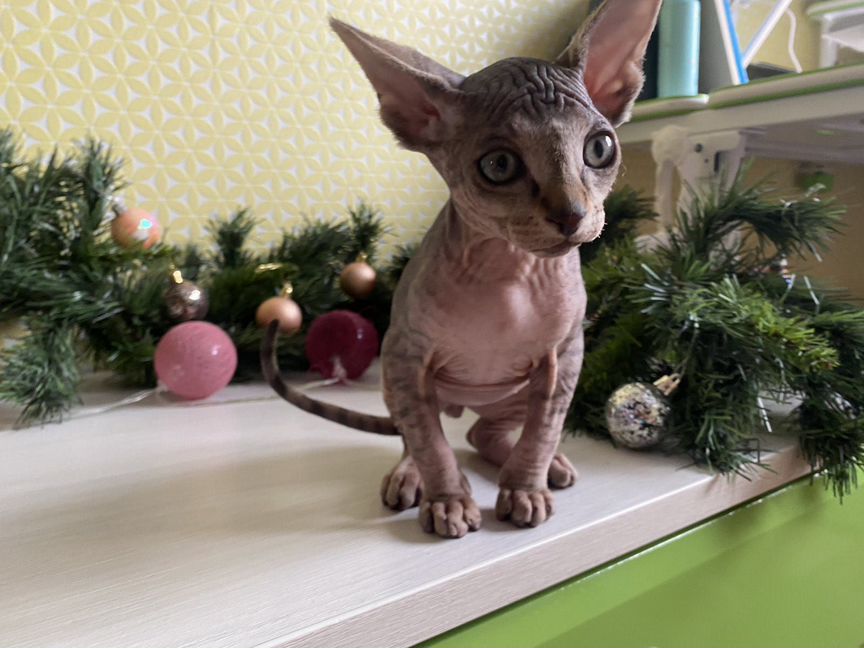 Котята сфинкс