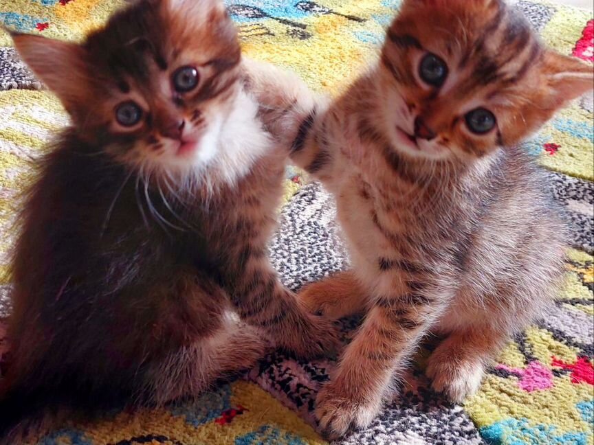 Котята в добрые руки