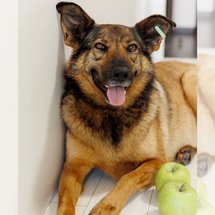 Идеальная собака Джемма в добрые руки в дар