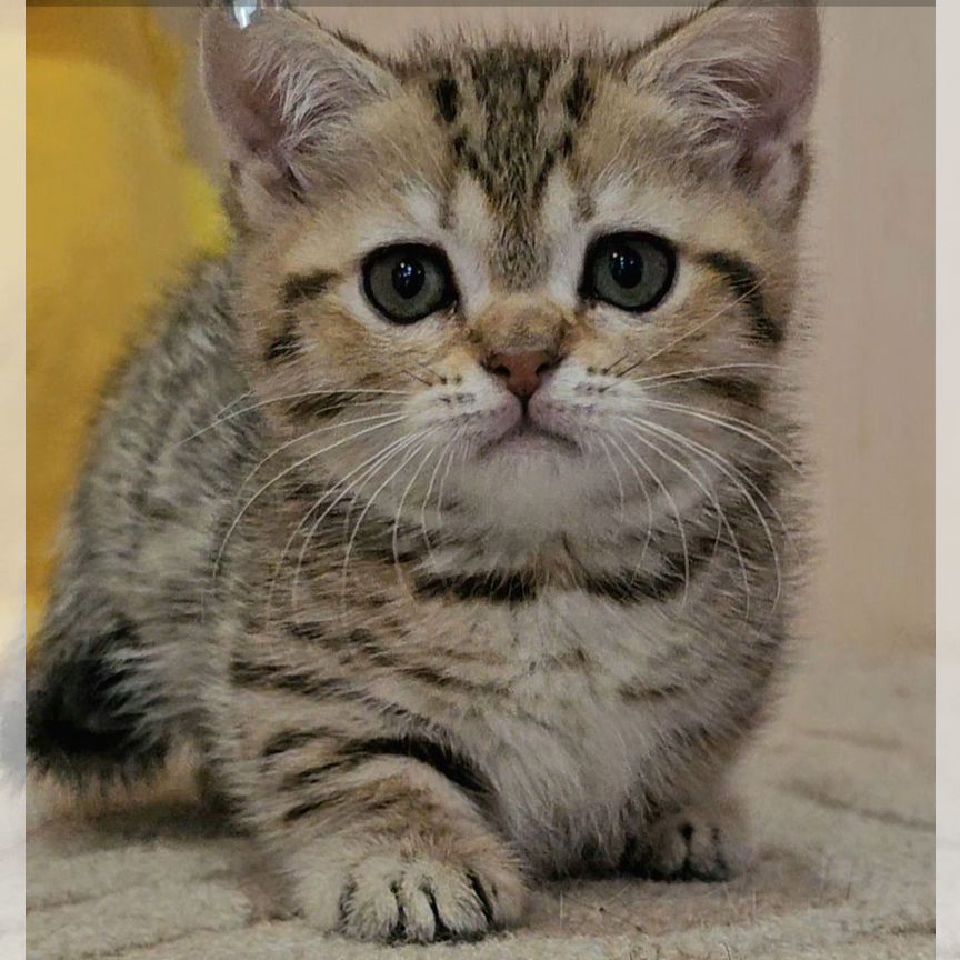 Коротколапая тигруля