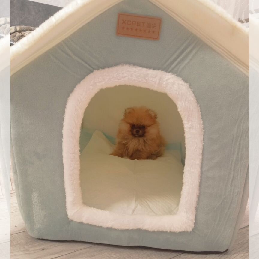 Померанский шпиц