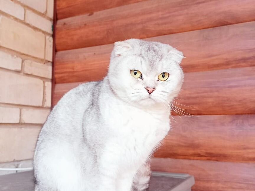 Шотландская вислоухая серебристая шиншилла