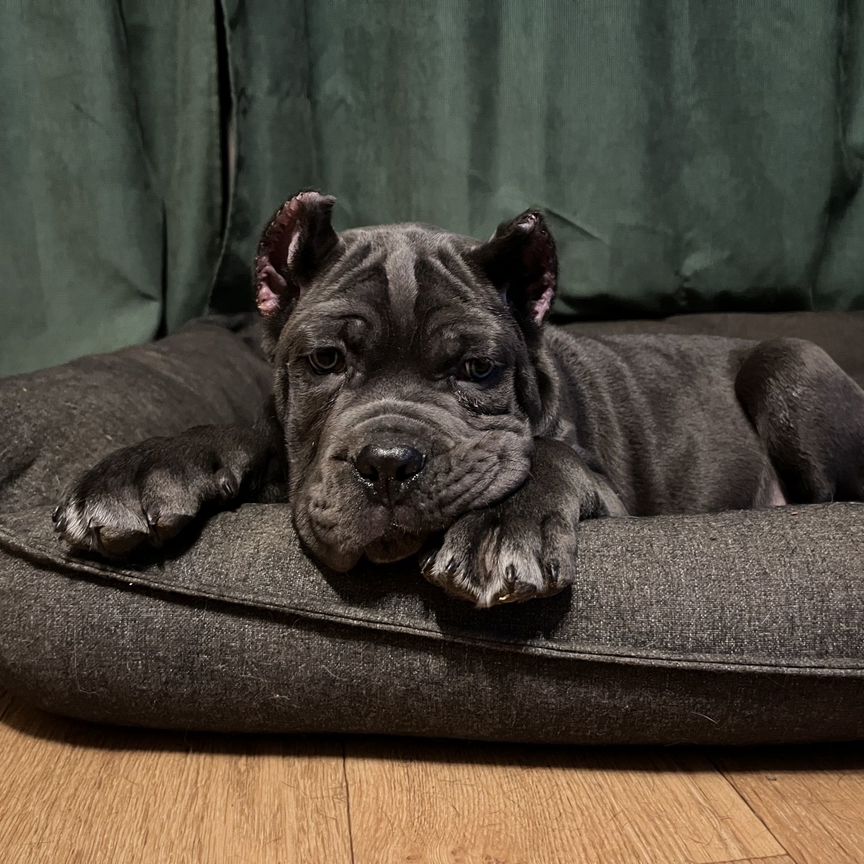 Девочки кане корсо