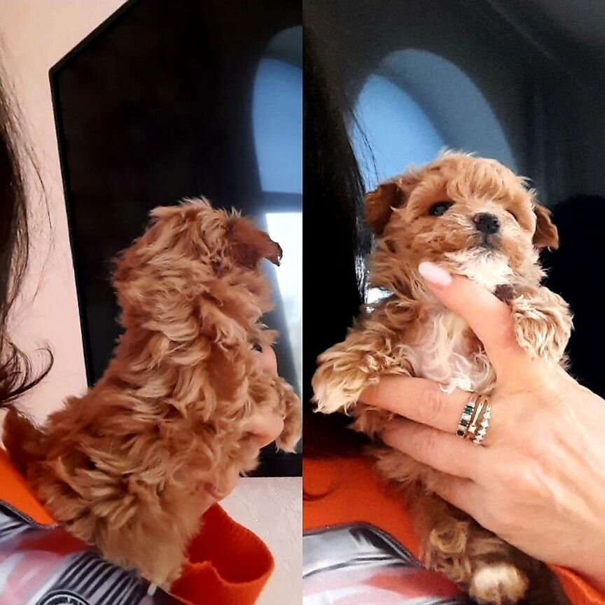 Мальтипу ред браун карамель крем мини