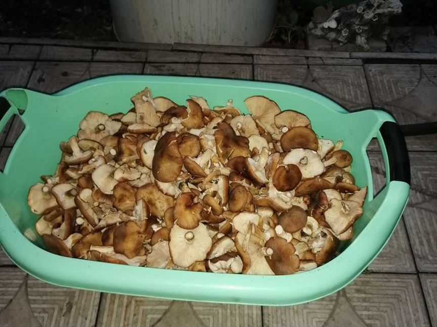 Вывоз пищевых отходов, мясо свинина дом