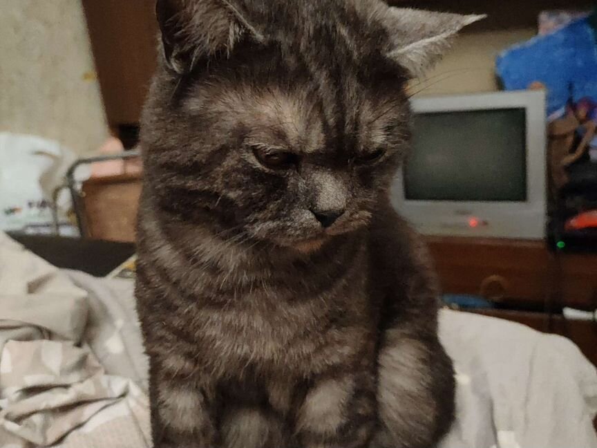 Вязка шотландский котик