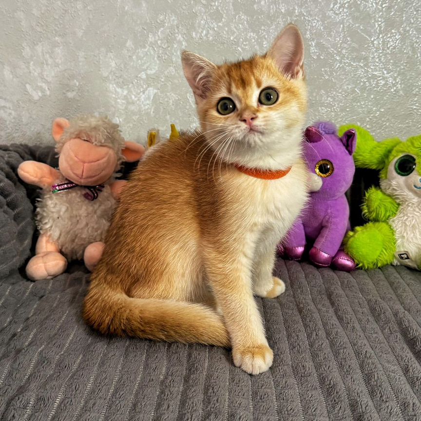 Британский короткошёрстный котёнок