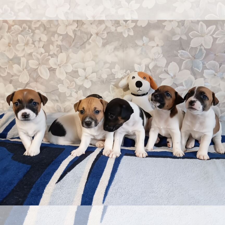 Джек-рассел-терьер, щенок