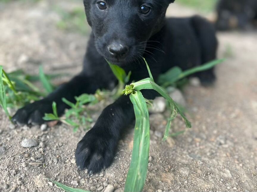 Щенки в добрые руки