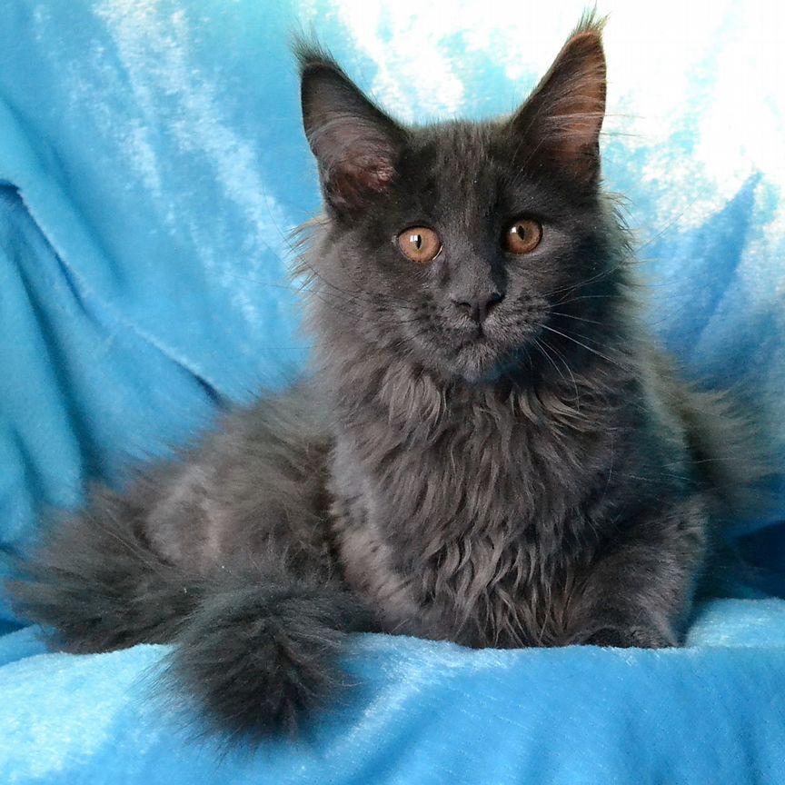 Мейн-кун котёнок