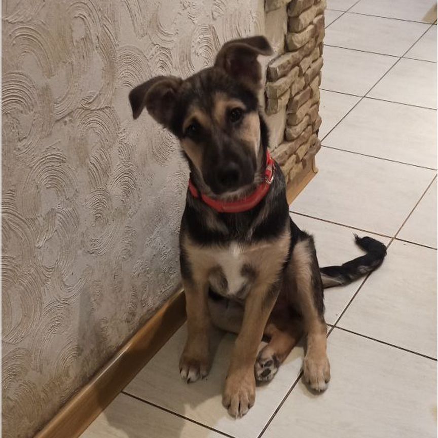 Щенок в добрые руки