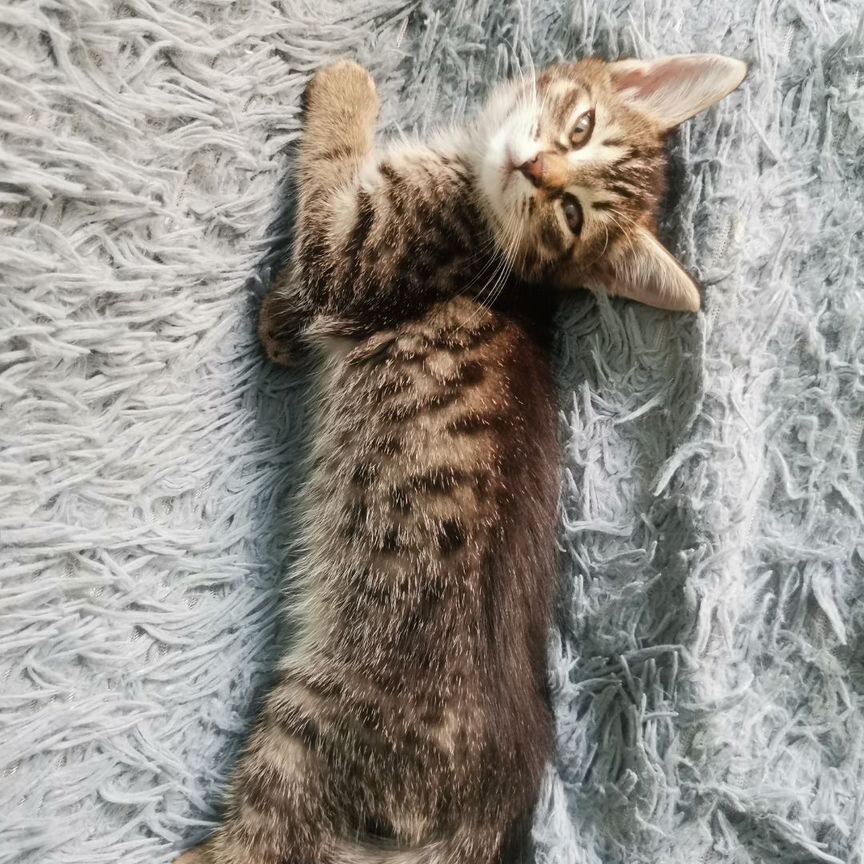 Котик Барсик в добрые руки