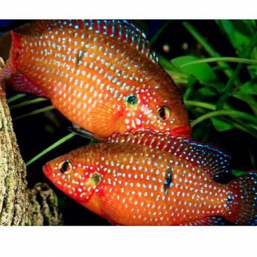 Хромисы-красавцы