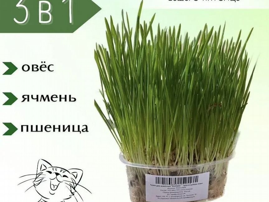 Трава для кошек и попугаев