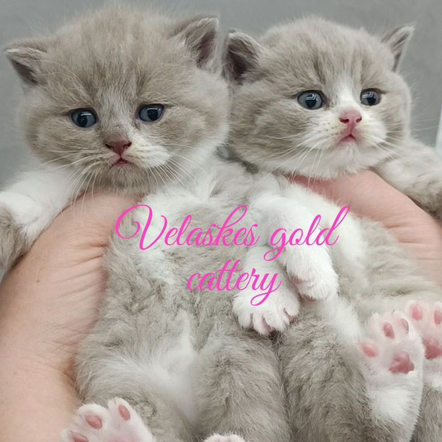 Крупные британские котята-биколоры