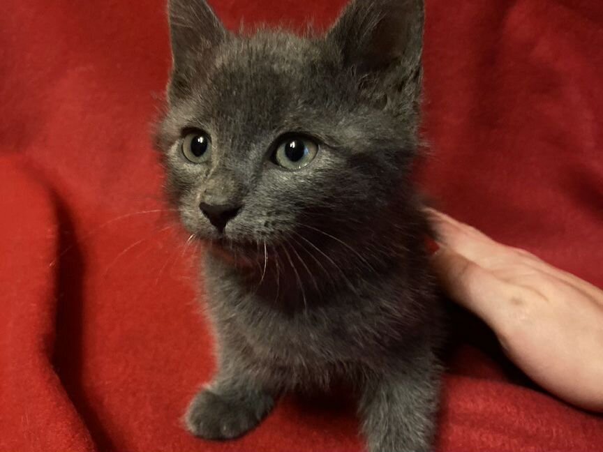 Котята 2,5 месяца дымчатые