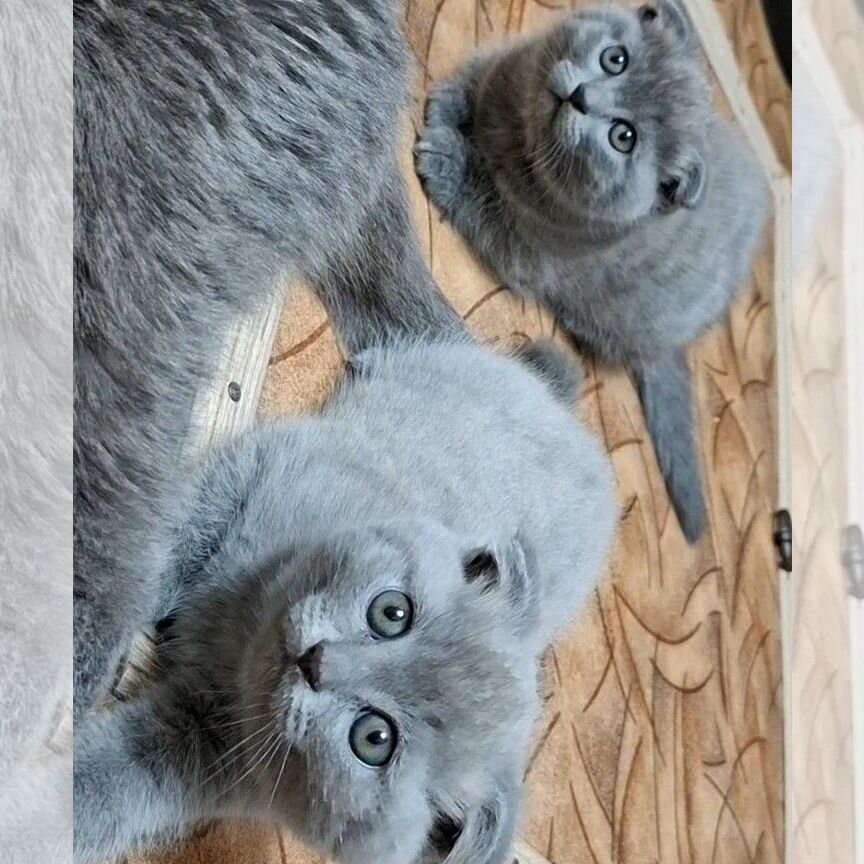 Шотландский вислоухий короткошёрстный котёнок