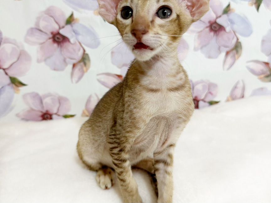 Ориентальный котенок