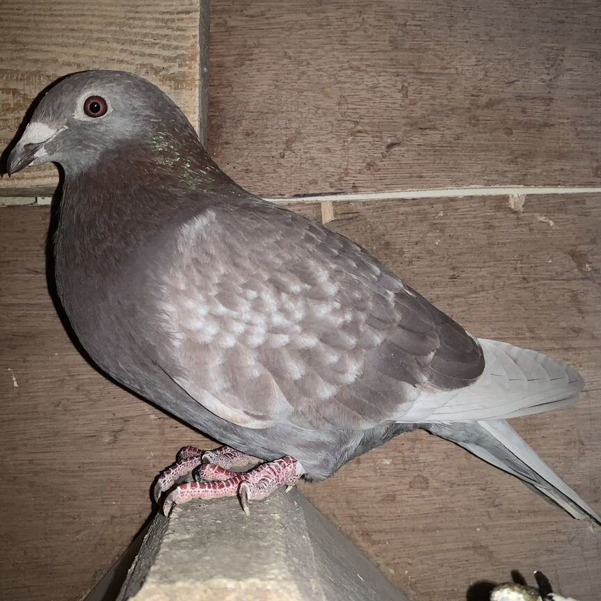 Спортивные голуби из племенного отсека