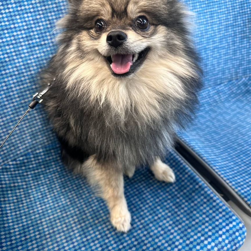 Померанский шпиц