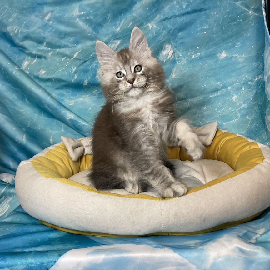 Мейн-кун котёнок