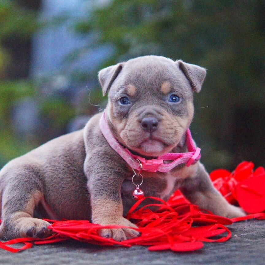 Шикарные дети Американский булли