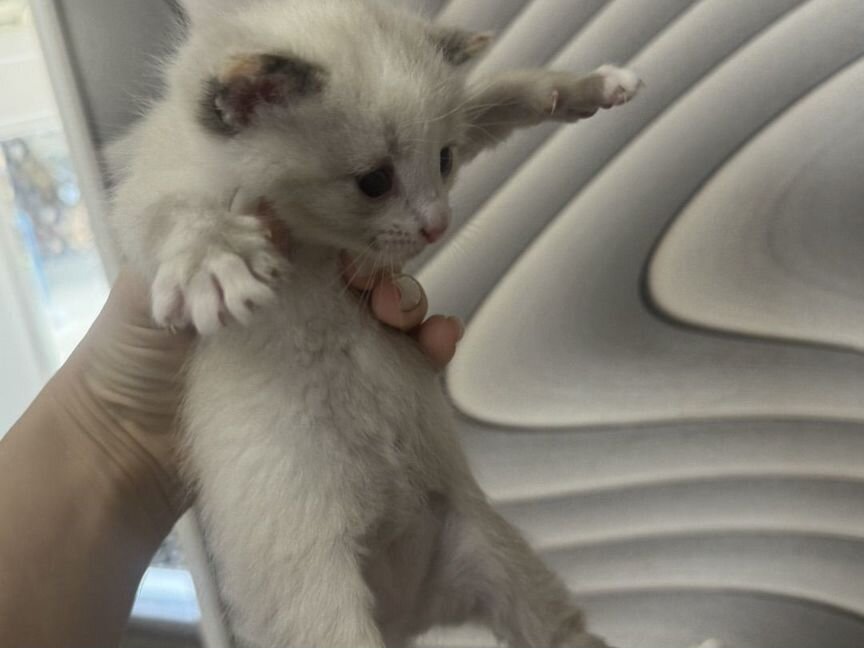Котята в добрые руки 1 месяц