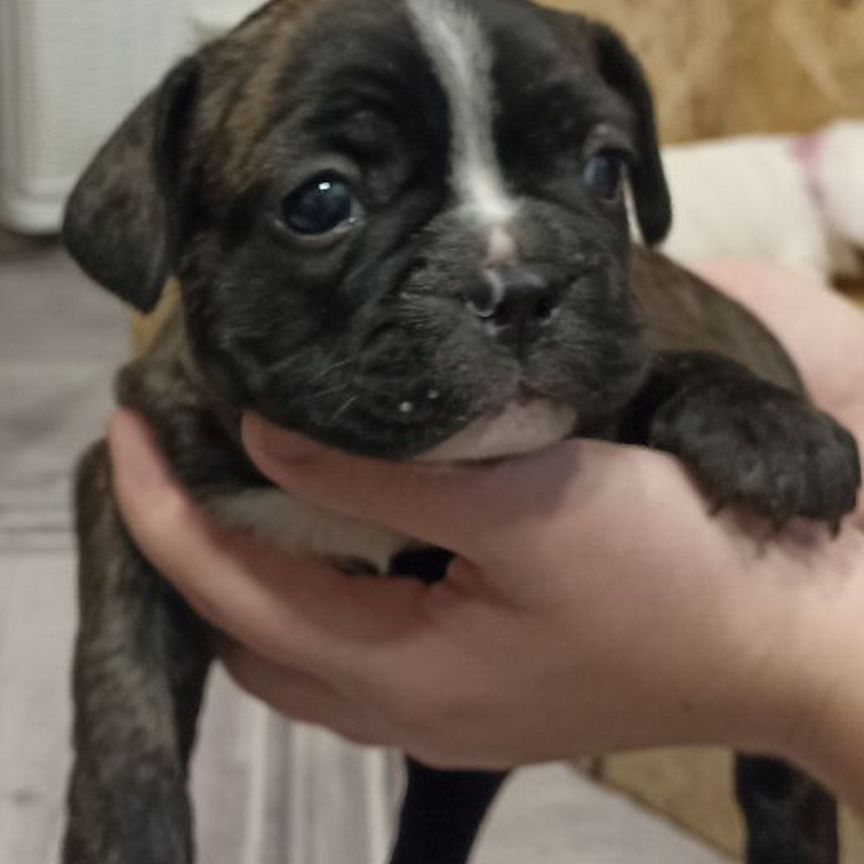 Французский бульдог, щенок