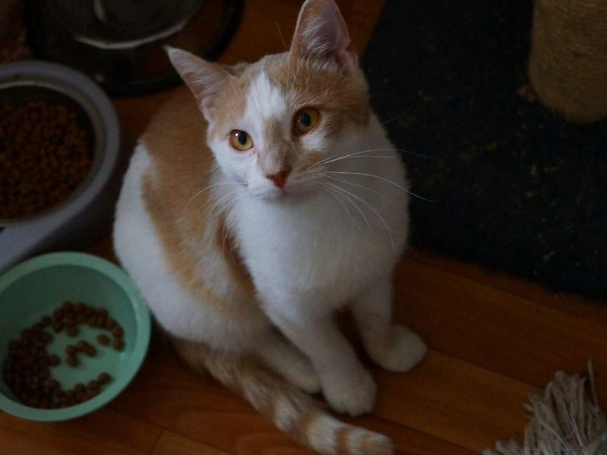 Кот