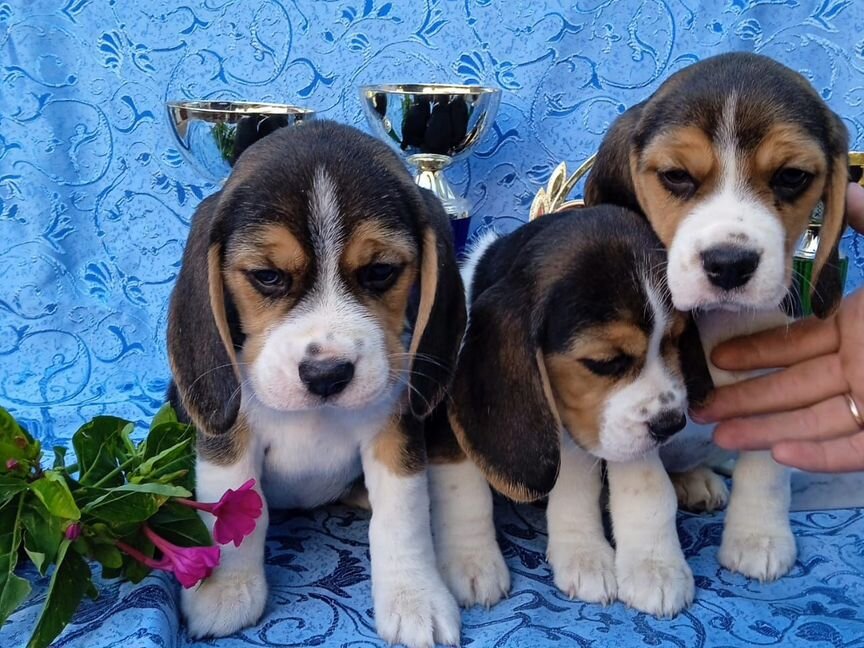 Щенки бигль