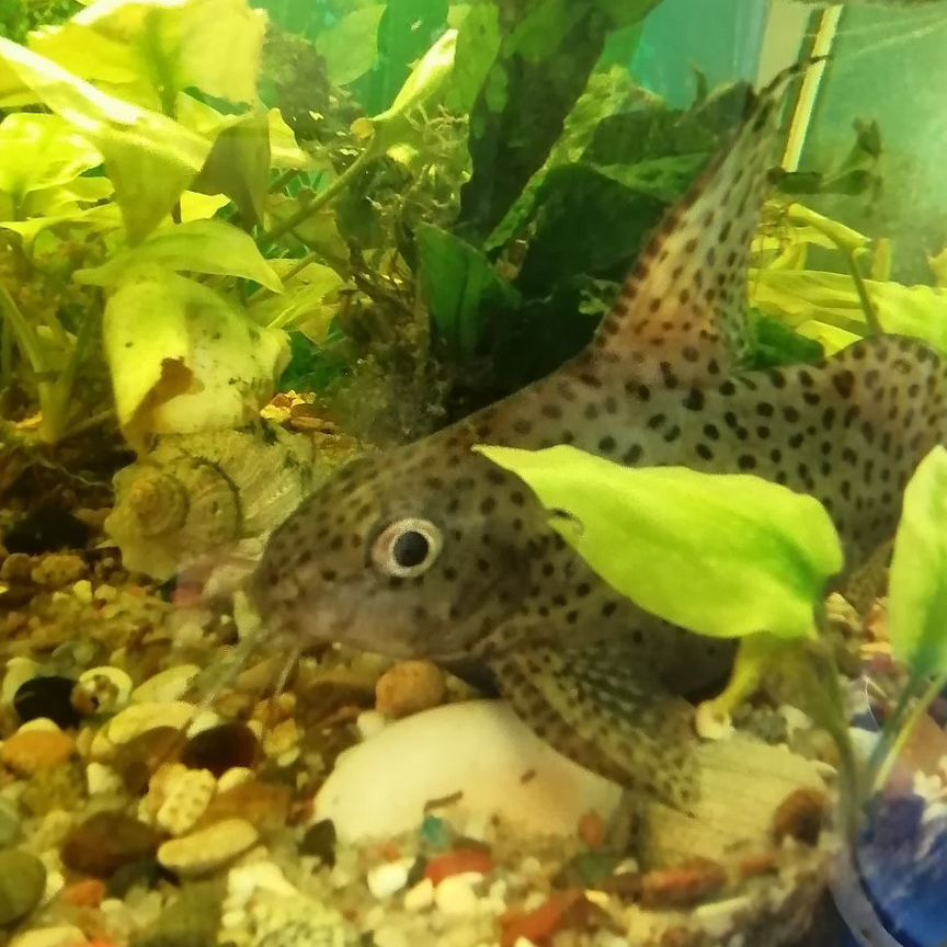 Сом перевертыш