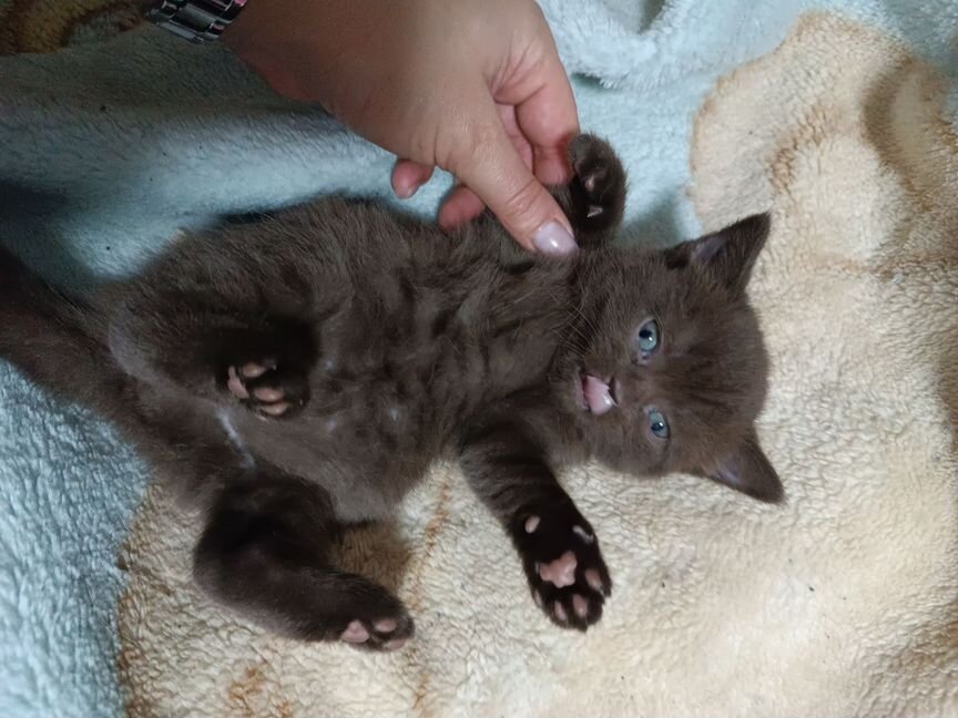 Британские котята