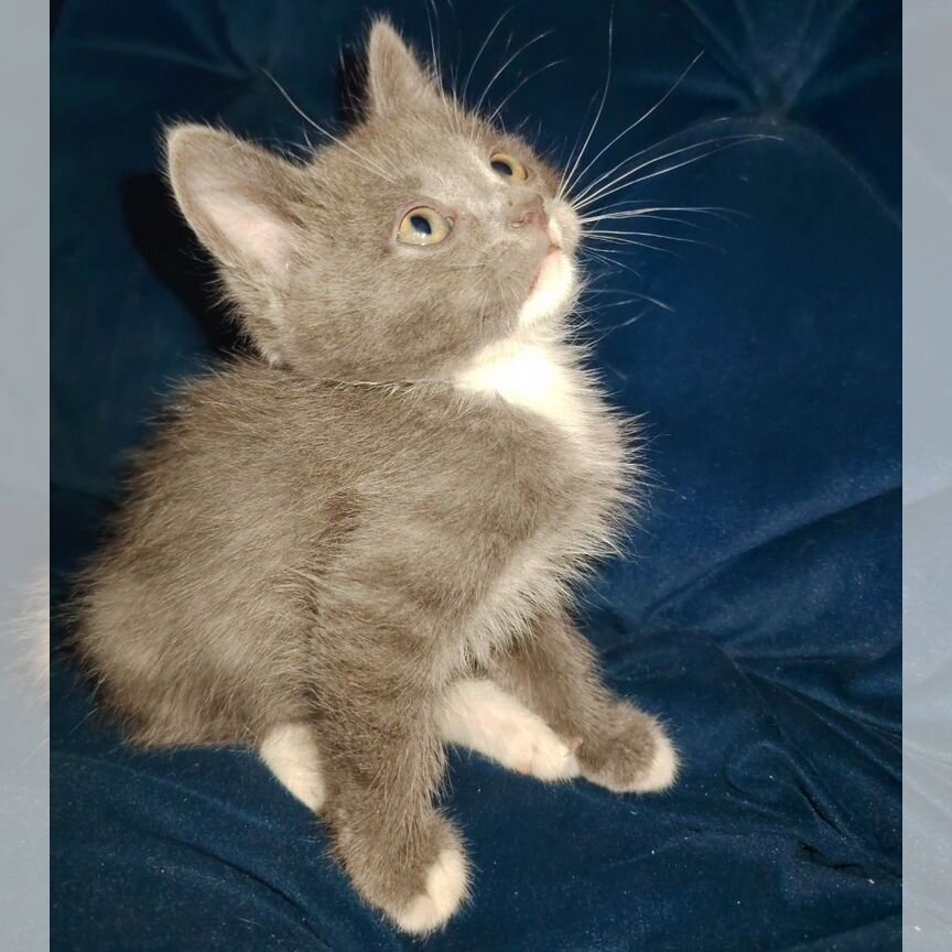 Котёнок в добрые руки