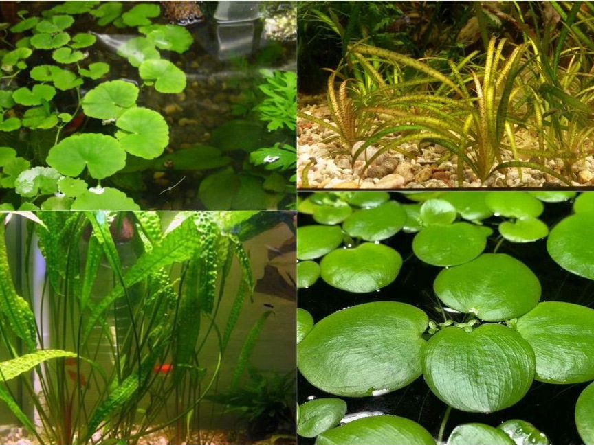 Аквариумные растения