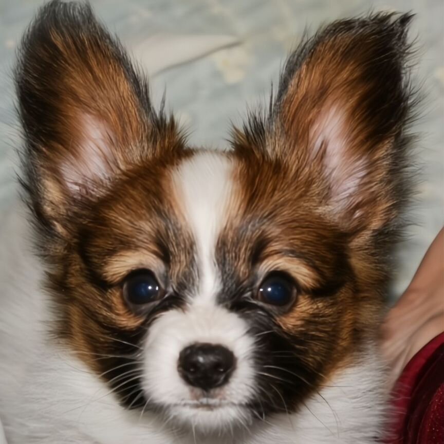 Континентальный той-спаниель папильон, щенок