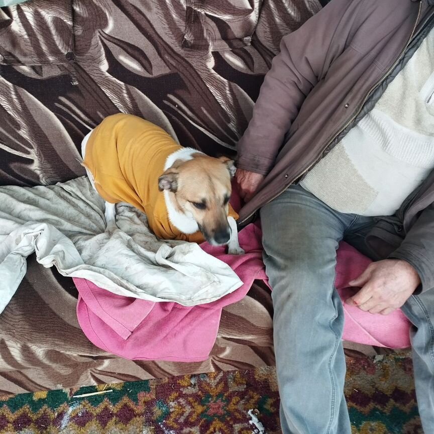 Собака в добрые руки отдам бесплатно