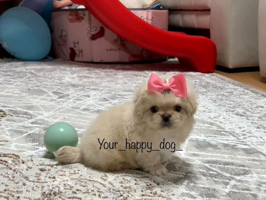 Щеночки- Пекинесика Подарочек под Ёлочку