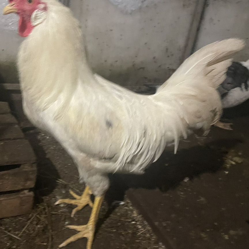 Молодые петухи