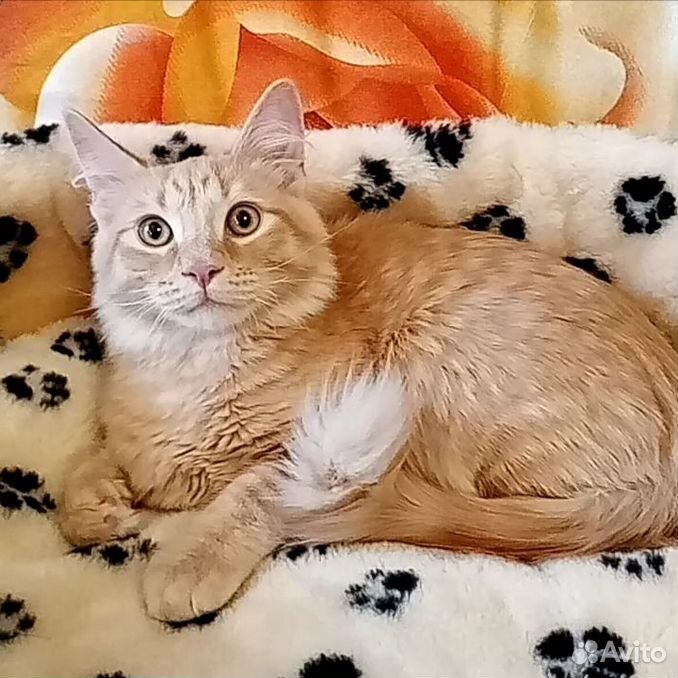 Сибирский ласковый красавчик 5 месяцев