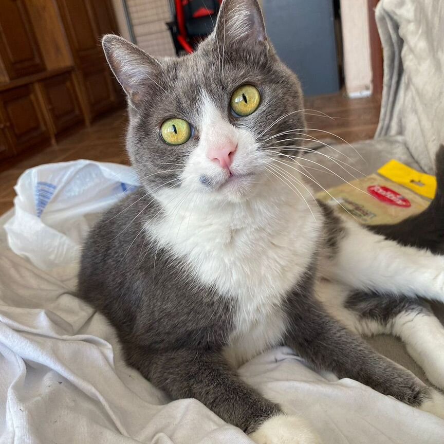 Очень добрая ласковая кошка потеряла хозяйку