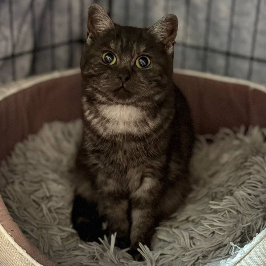 Шотландский прямоухий короткошёрстный котёнок