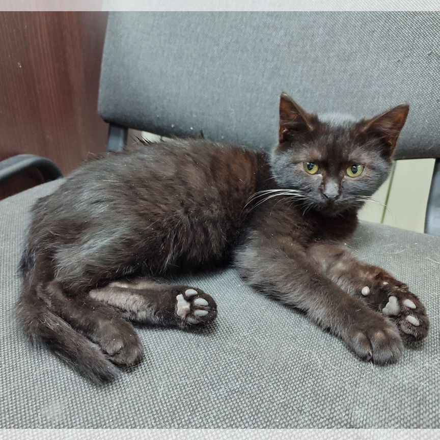 Котëнок в добрые руки