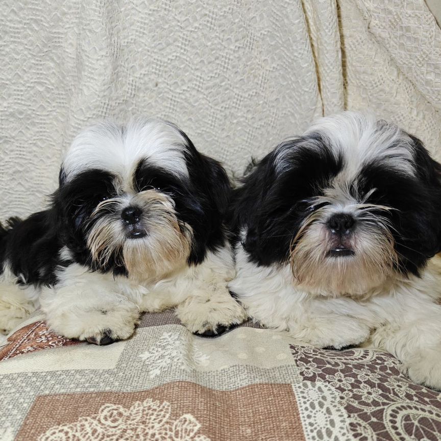 Ши-тцу, щенок