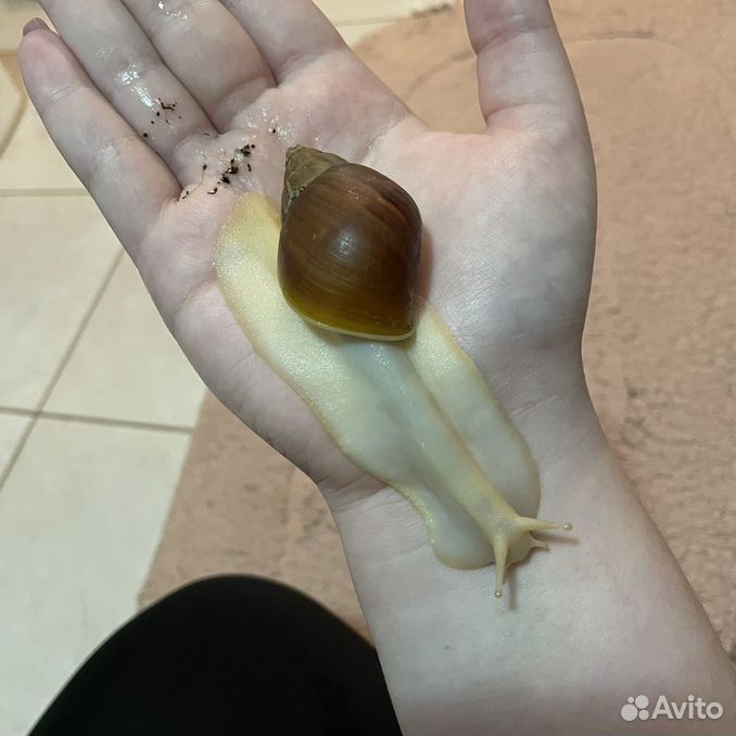 Улитка Ахатина Альбино