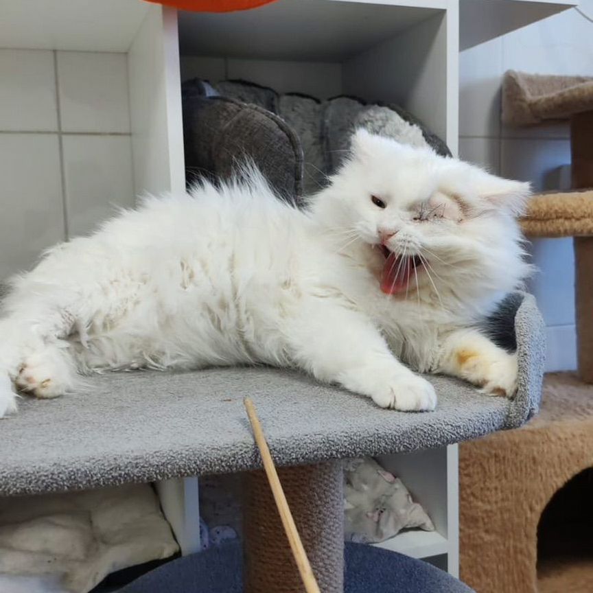 Котик кастрированный