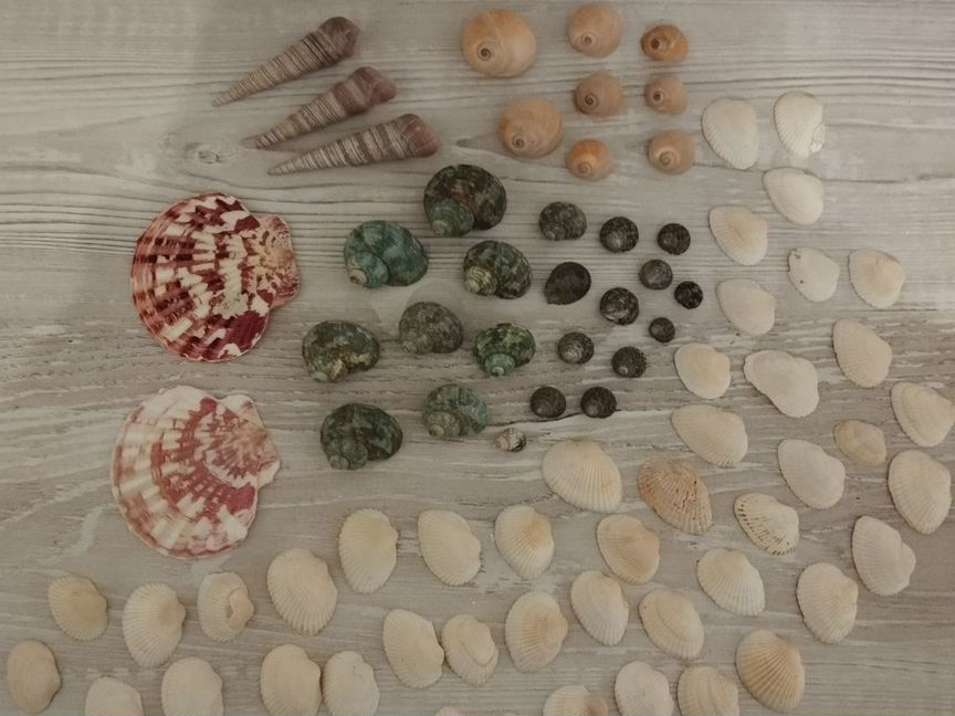 Морские ракушки раковины