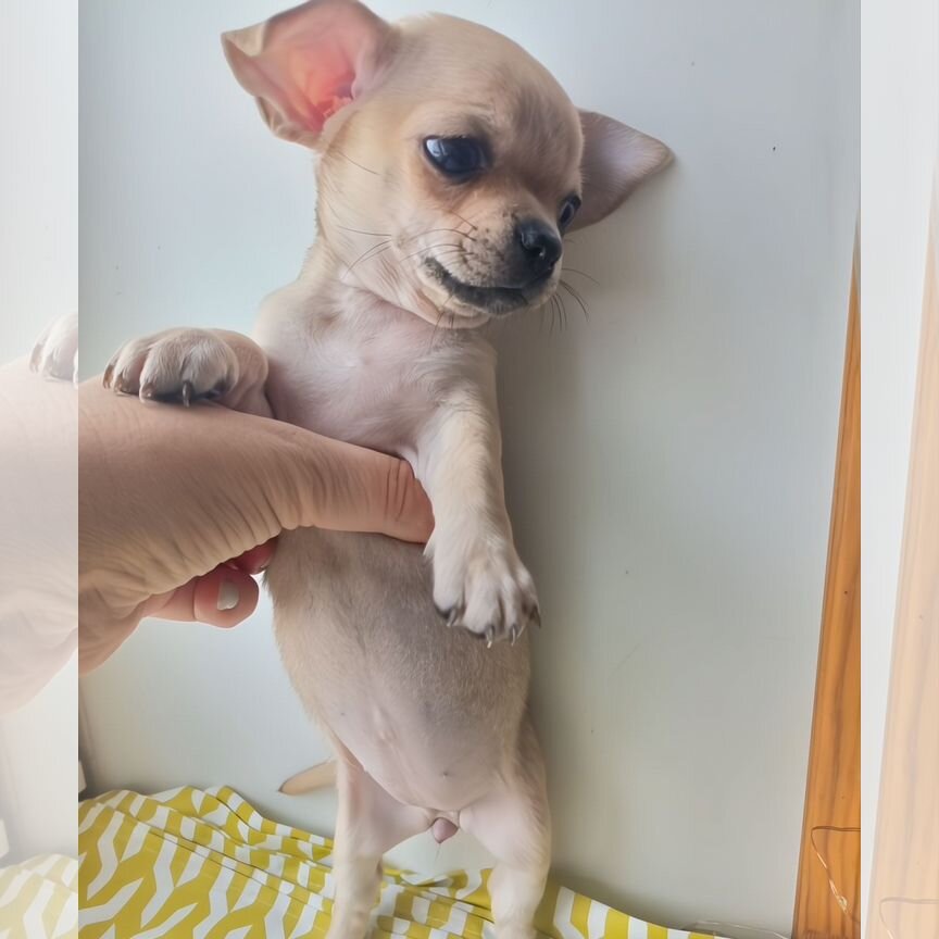 Чихуахуа, щенок