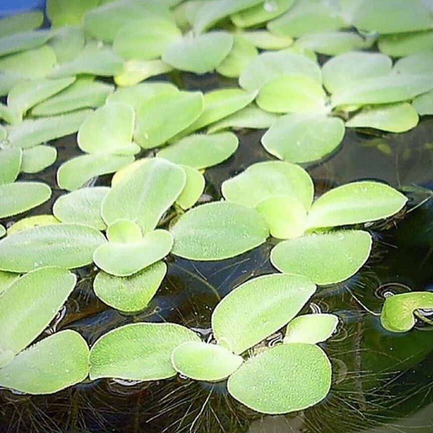 Пистия. Латук. Водянная капуста